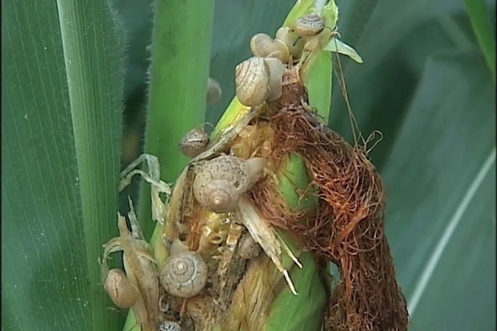 In long war with crop-eating snails, farmers in rural China find drones ...