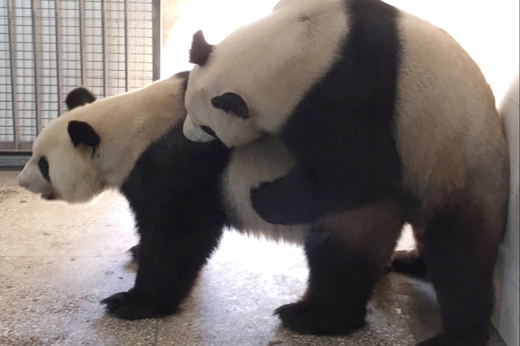 pandas mating problem