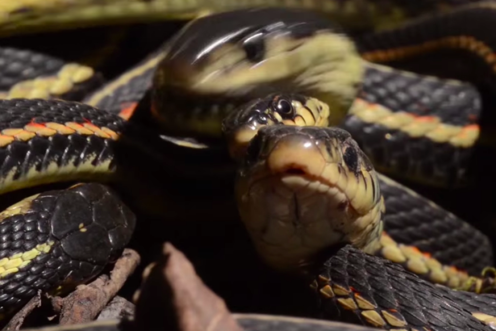 Scientists say snake spotting evolved human vision | South China ...