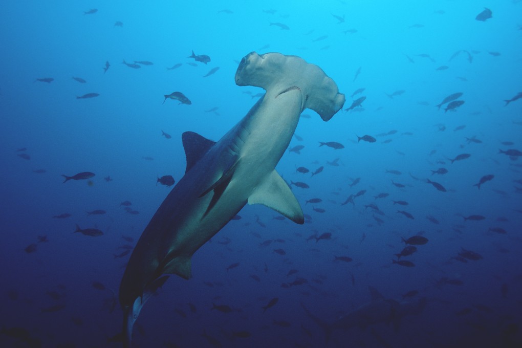 100 per cent Covid-19 vaccination rate targeted in Galapagos so ...