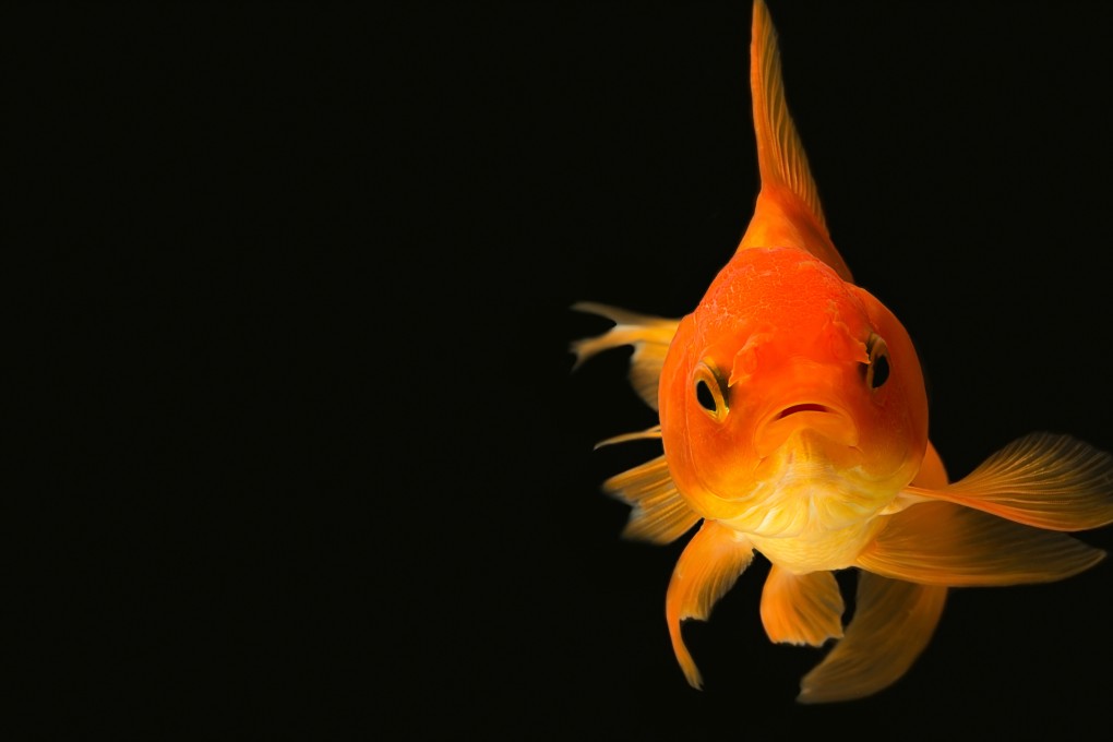 Scientists teach goldfish how to drive ‘fish-operated vehicle’ | South ...