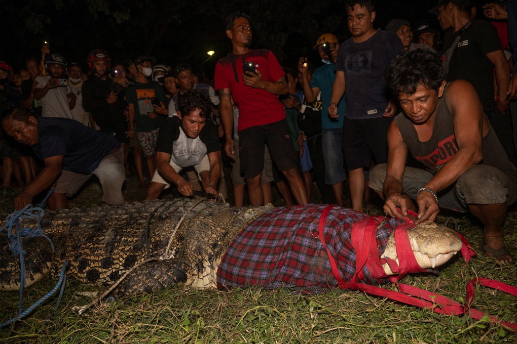 Indonesian crocodile stuck in tyre freed from five-year ordeal | South ...