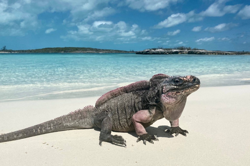 iguana normal behaviour