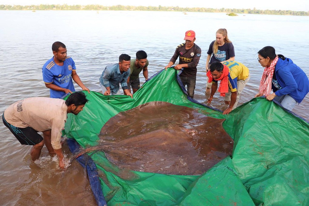 Cambodian fishermen hook enormous, endangered freshwater stingray ...