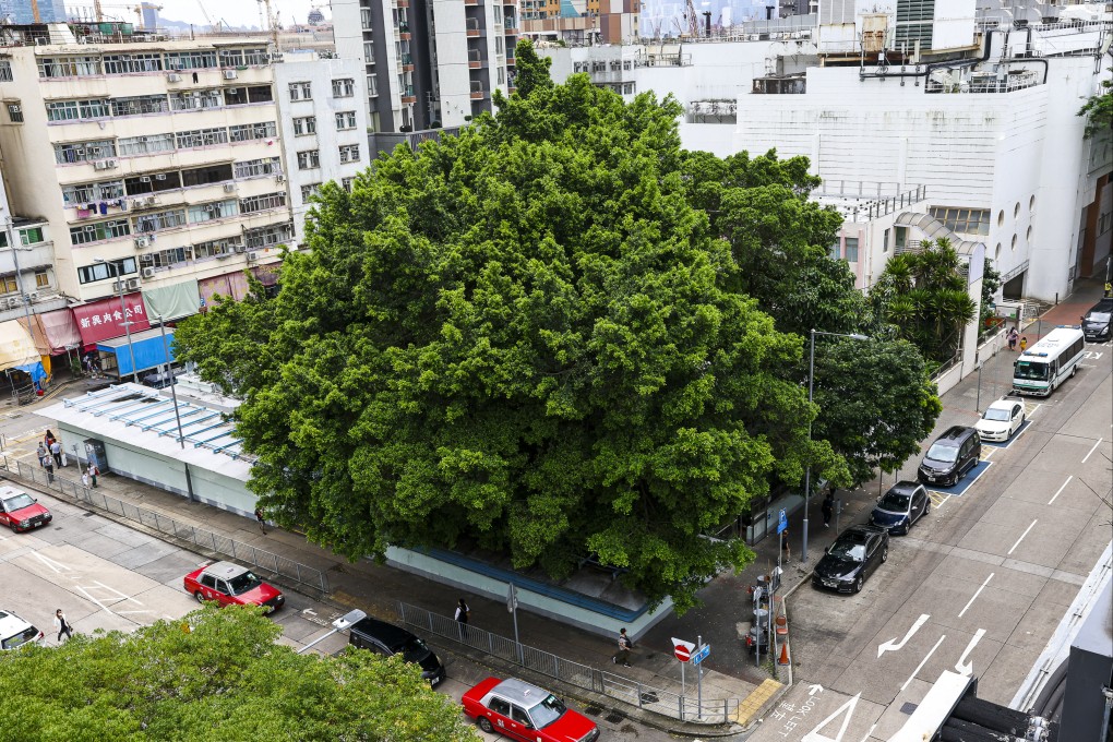 Hong Kong conservationists call for protection of old Chinese banyan ...