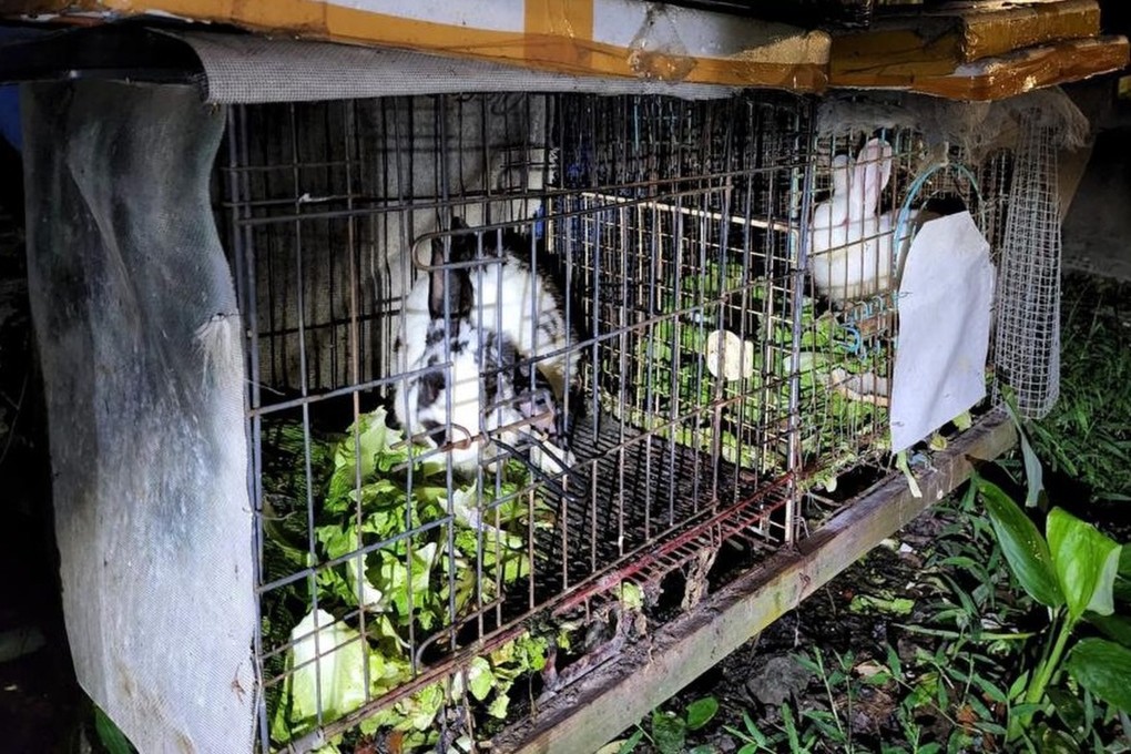 Hong Kong man, 66, arrested for alleged cruelty to 6 rabbits | South ...
