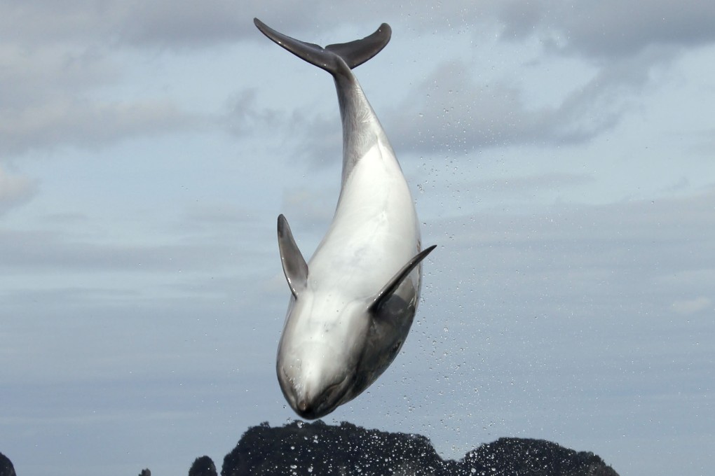 Faroe Islands limits killing of dolphins to 500 a year after anger over ...