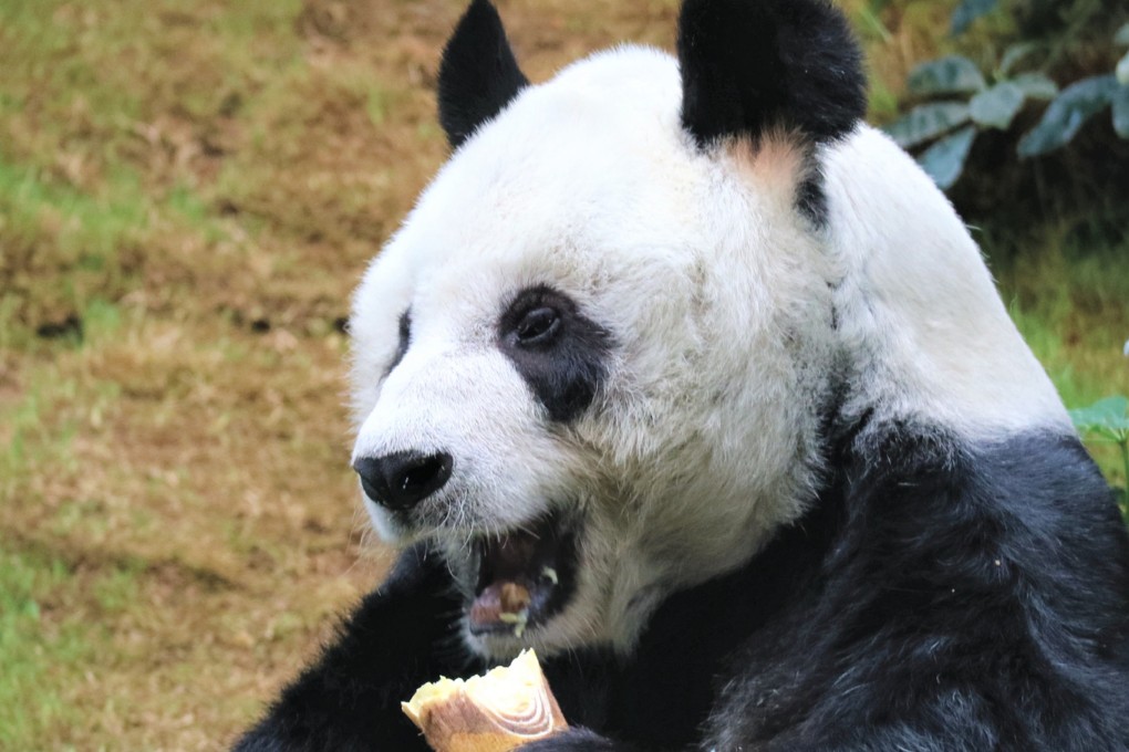 An An, world’s oldest male giant panda in captivity at Hong Kong’s ...