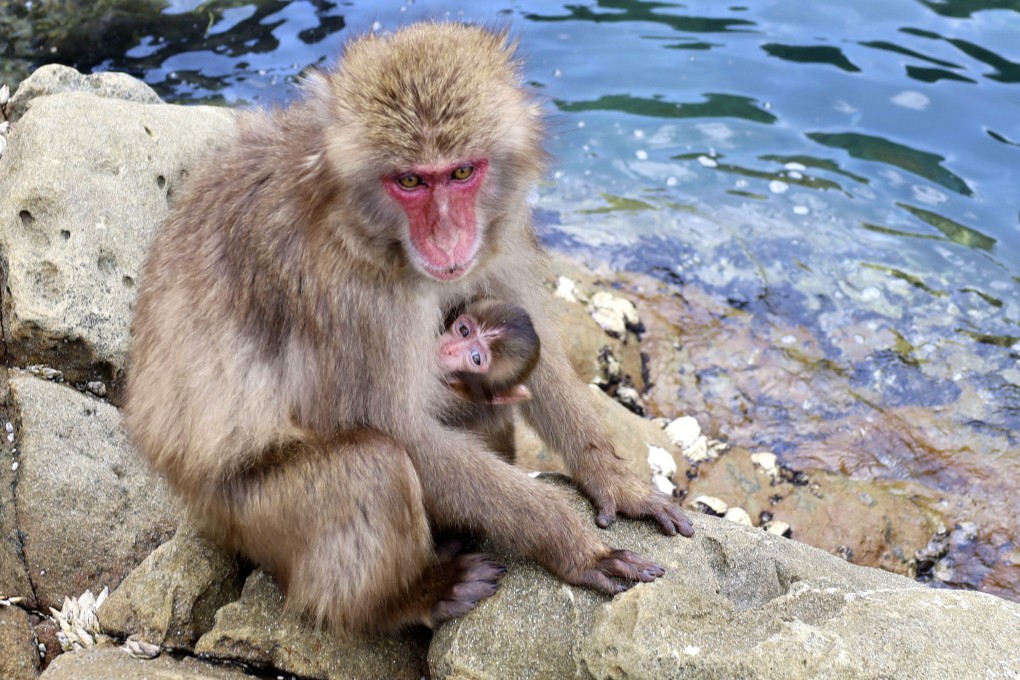 City in Japan takes on marauding macaques after 42 people hurt in spate ...