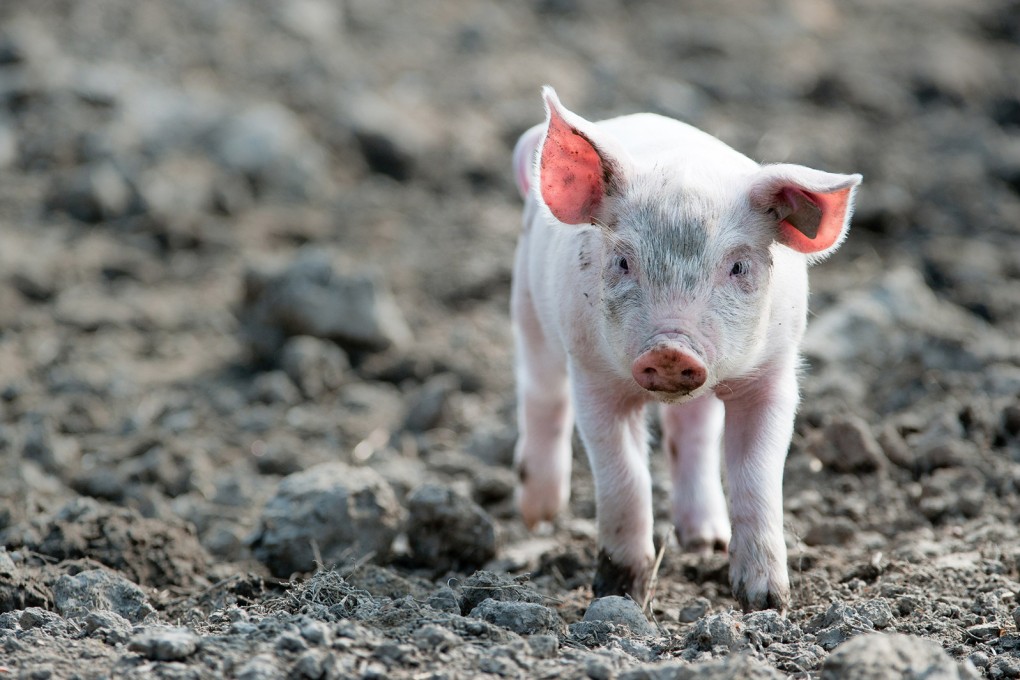 Scientists revive organs in dead pigs, challenging definition of death ...