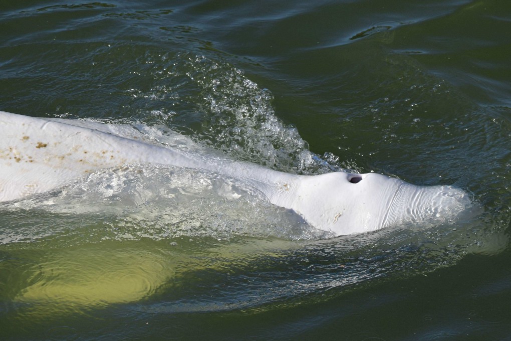 stranded beluga whale
