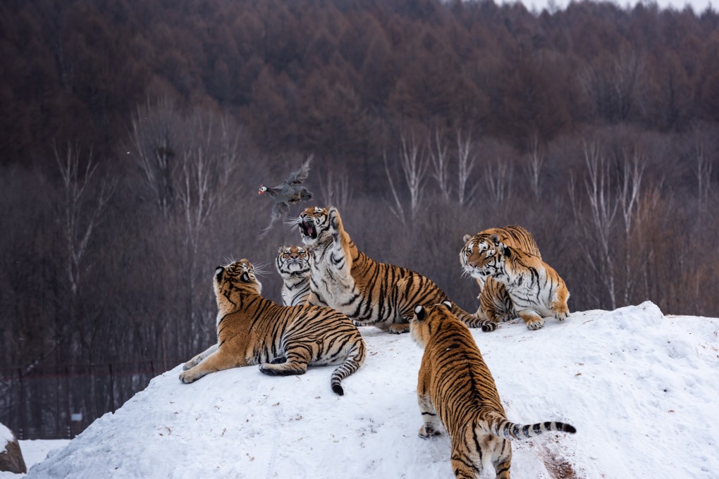 Siberian Tigers Dna Majesty And Steadiness: The Siberian Tiger's Two