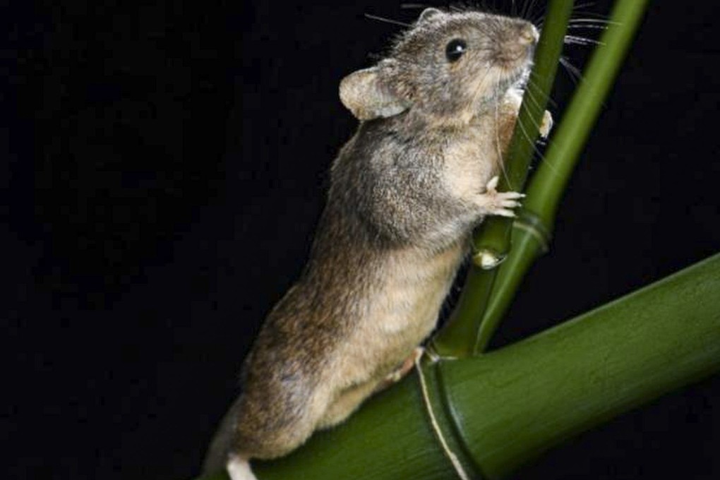 A mouse that roars: Chinese scientists create the first mammal with ...