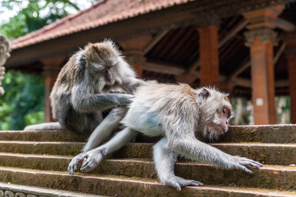 Monkeys in Indonesia use stones as sex toys, study suggests, in new ...