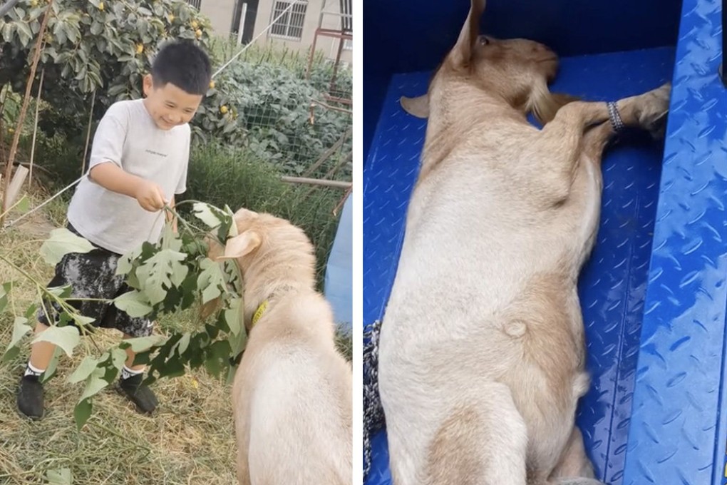 ‘It became docile when he touched it’: Chinese boy saves and keeps ...
