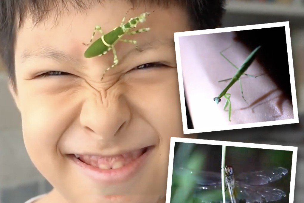 ‘Real worms are not scary’: Chinese boy defangs bugs and hosts field ...