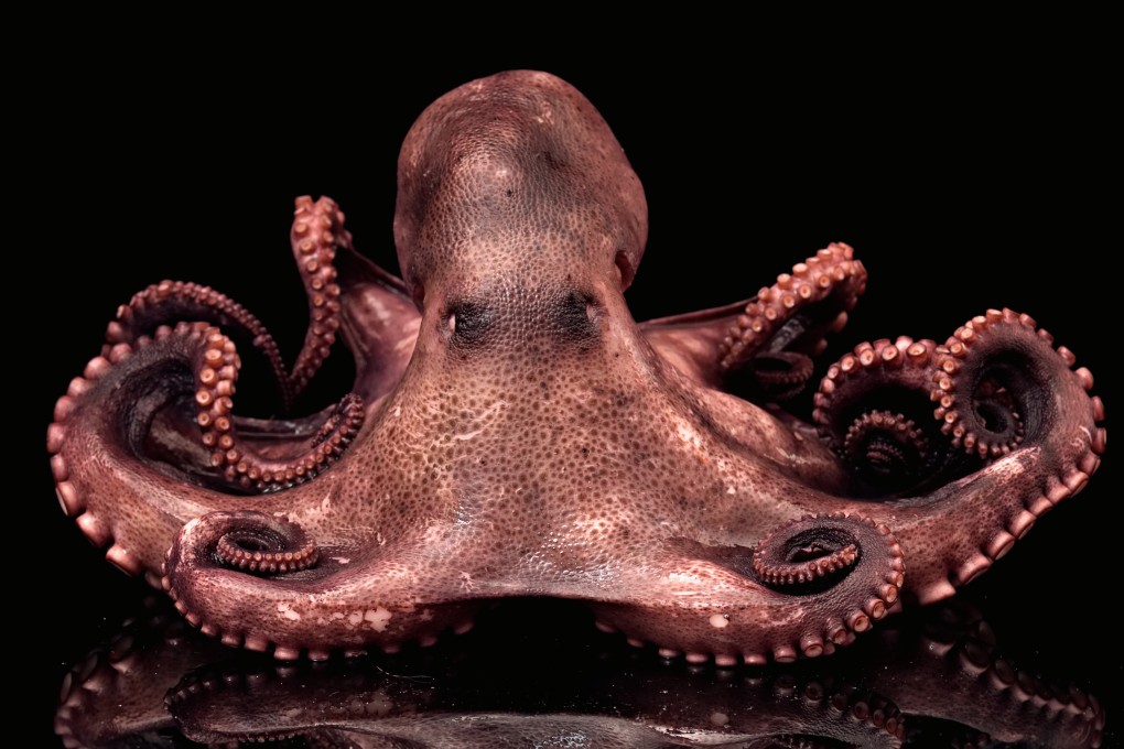 Language Matters | Octopus word origin, the correct plural form, and ...