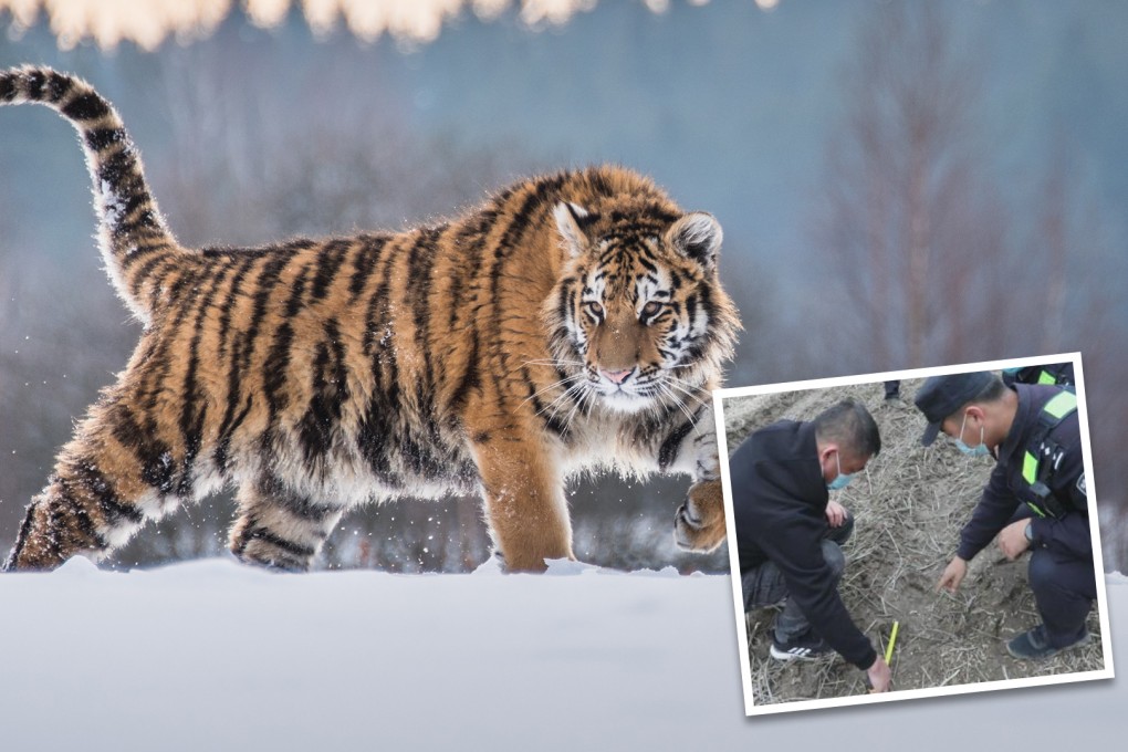 Near extinct Siberian tiger footprints found in northeast China raise ...