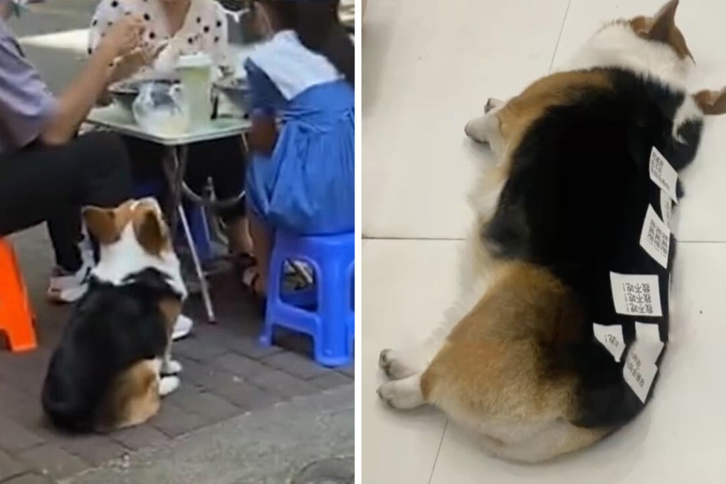 obese corgi