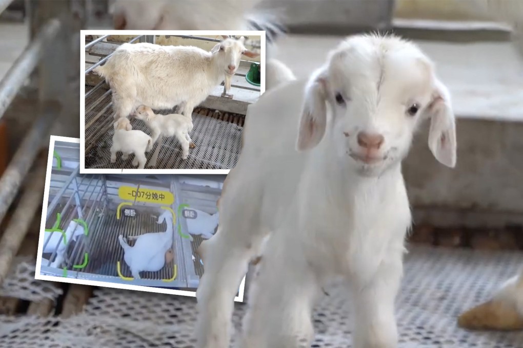 ‘He saves 600 kids a year’: Chinese man who quit job in finance to ...