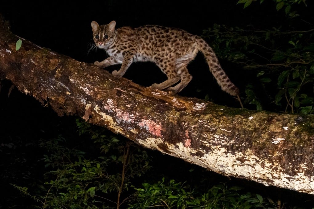 Hong Kong scientists excited to find rare leopard cats thriving in ... Hong Kong scientists excited to find rare leopard cats thriving in ...