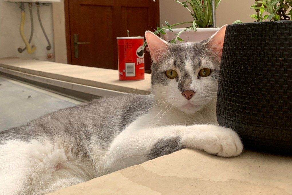 Bolivia calls in psychic to find missing cat Tito, as hunt for beloved ...