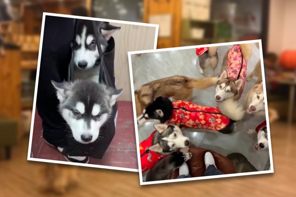‘Doggy demolition crew’: Chinese woman takes 17 cuddly yet boisterous Huskies home for Lunar New ...