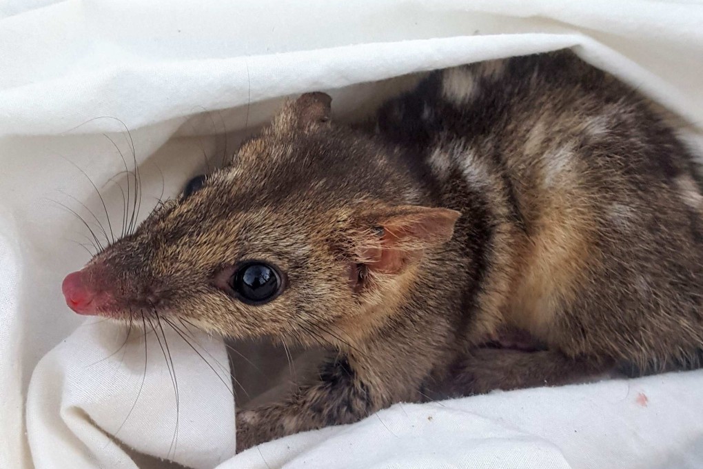 Cute Australian marsupial with a sex-driven death ‘frenzy’ puzzles ...