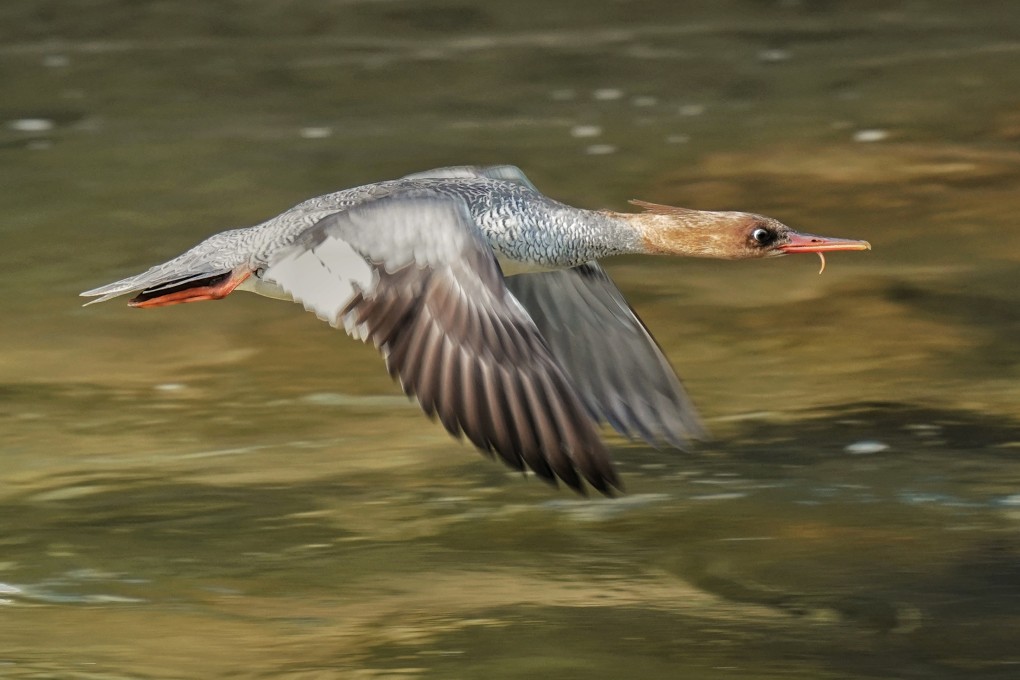 scaly sided merganser range