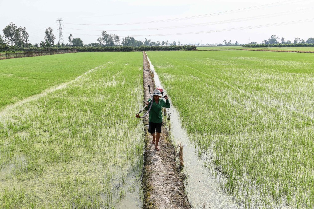 rice fields india