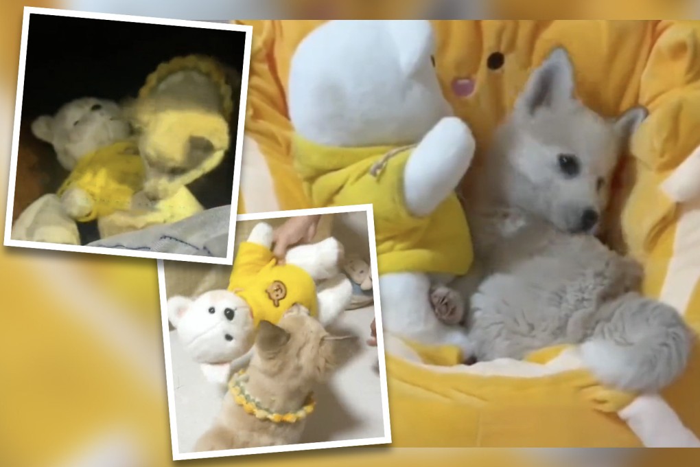 ‘Please take teddy too’: stray puppy dog begging woman to adopt it and ...