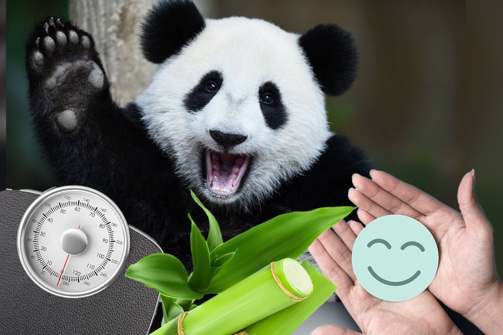 Toughest job in China? Zoo seeks panda keepers to feed, observe animals ...