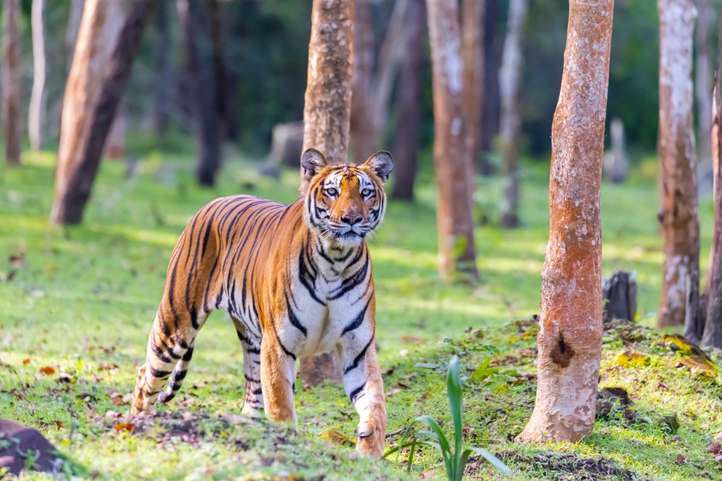 As India’s tiger count rises, indigenous people demand land rights ...