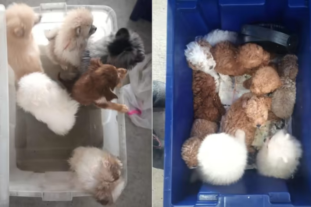 Singapore jails man for smuggling puppies, kittens from Malaysia after ...