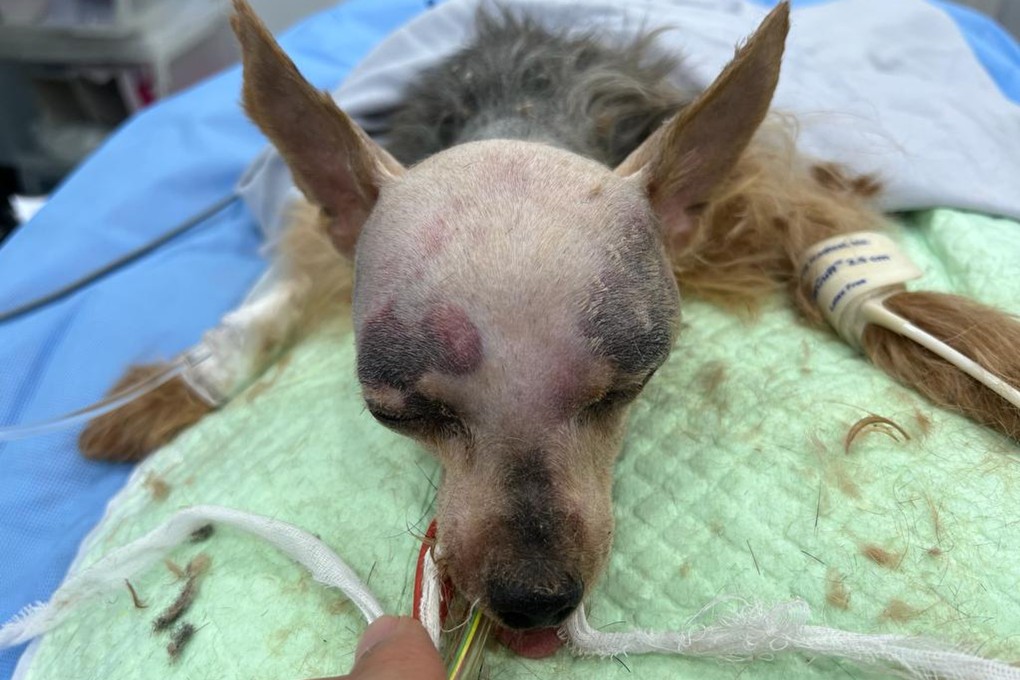 Yorkshire terrier in Hong Kong dies from head injuries after alleged ...