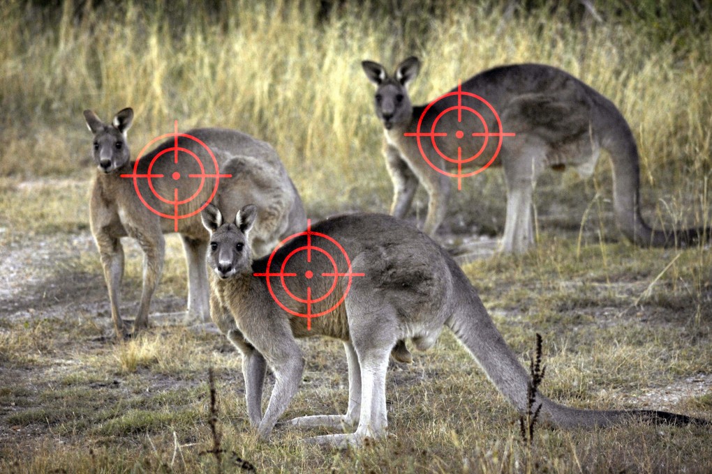 Australia should shoot surplus kangaroos before they starve to death ...
