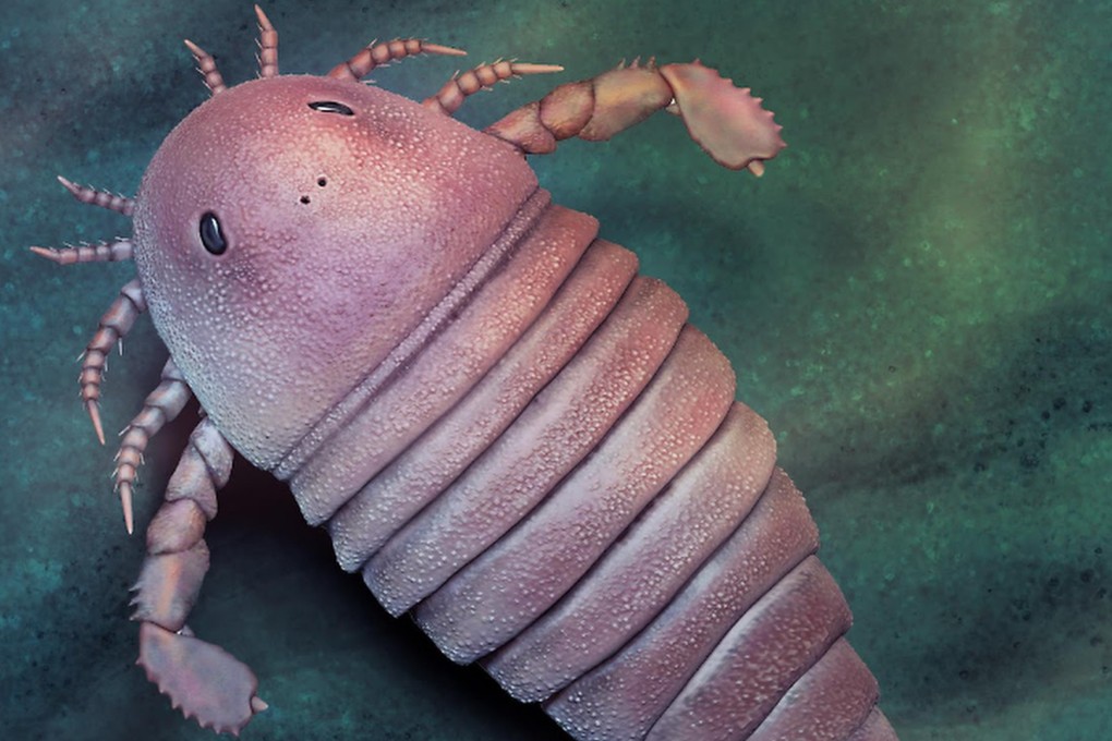 Tiny Sea Scorpion Fossil Find In China Is Rare Surprise For Scientists