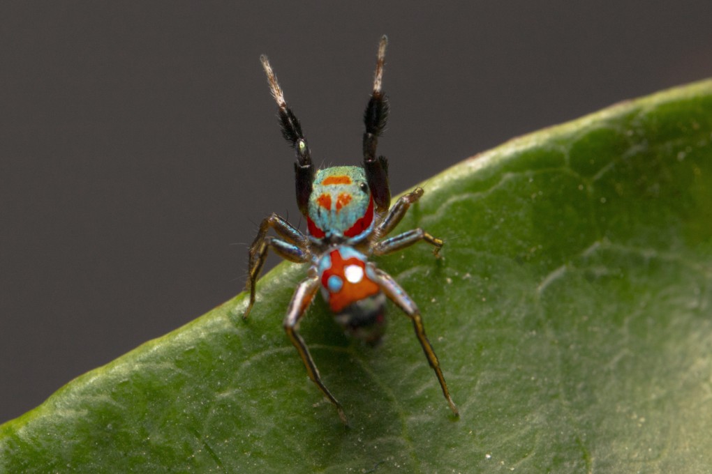 Meet the tiny jumping spider that walks like a feisty ant to evade ...