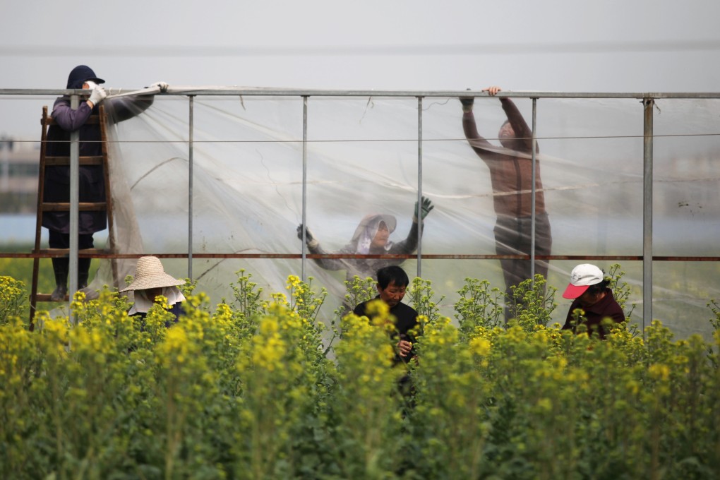Food security breakthrough for China with ‘new record’ rapeseed ...