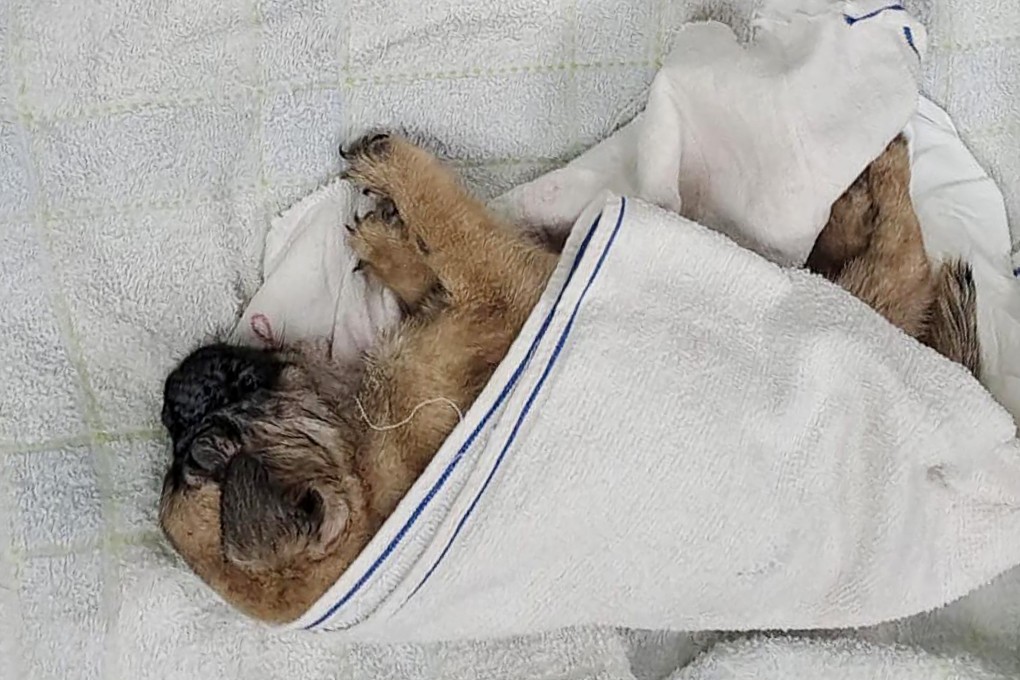 Sick pug puppy dies after being found stuffed in plastic bags on Hong ...