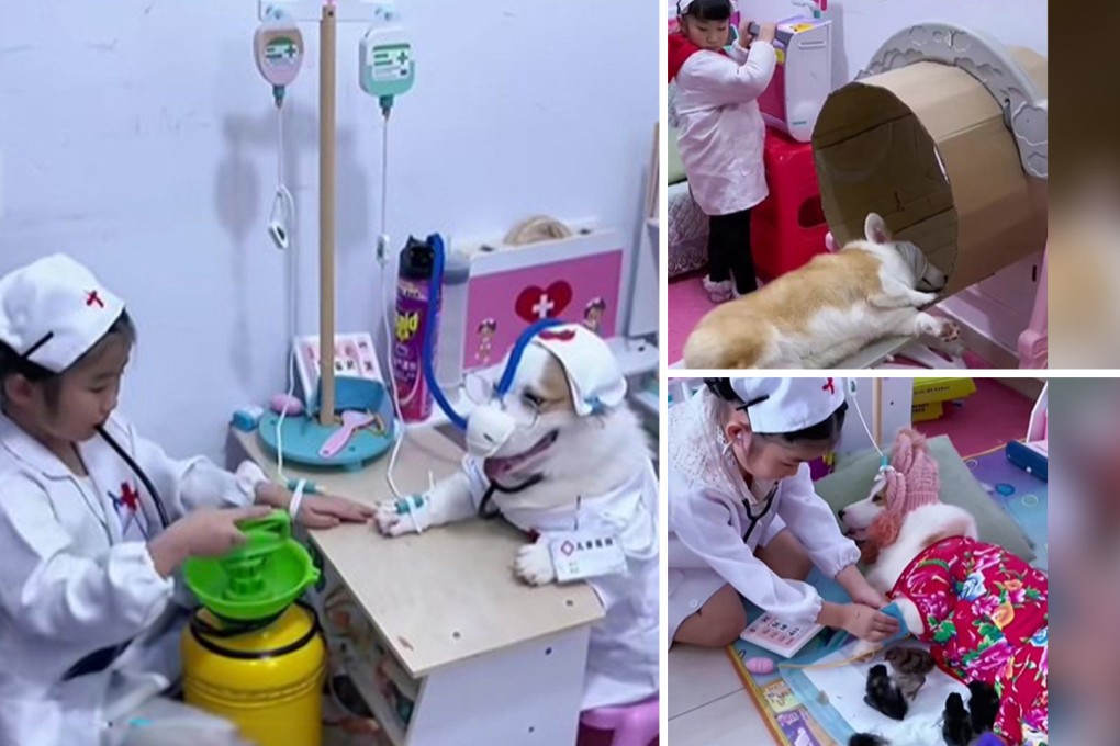 Dog patient, cat nurse: Chinese girl plays doctor giving corgi CT scan ...
