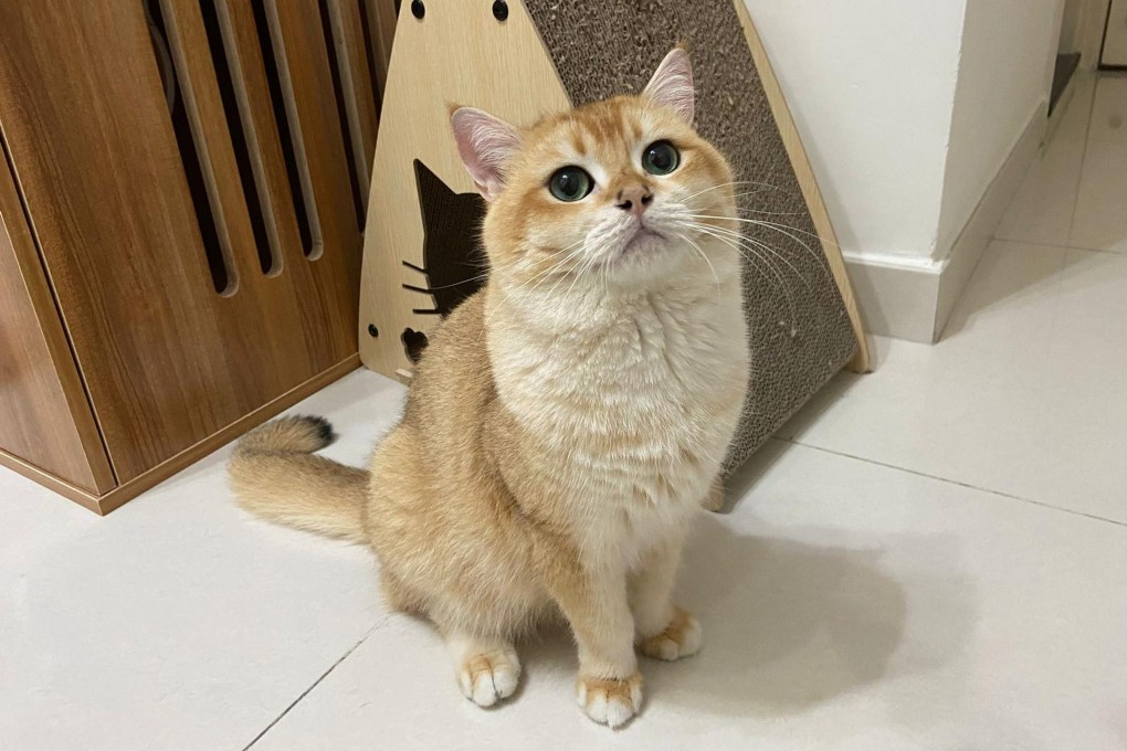 Hong Kong weighs cutting 4-month import quarantine for pet cats, dogs ...