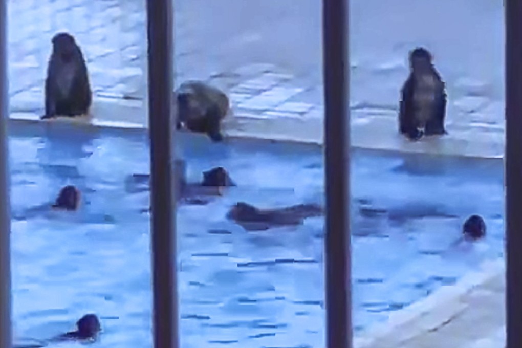 Primates’ impromptu pool party at posh Hong Kong club proves online ...