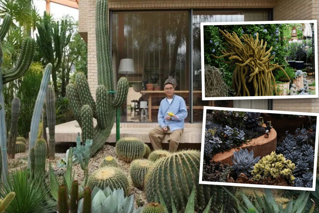Cactus crazy: passion for spikey desert plant sees China couple amass ...