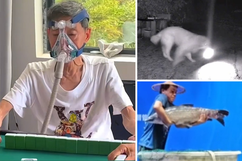 Quirky China: elderly man plays mahjong in oxygen mask, dog uses torch ...