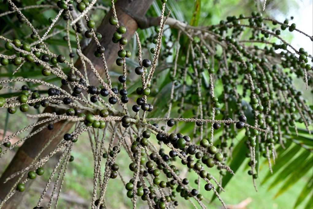 Is the acai berry craze boon or threat for the Amazon? | South China ...