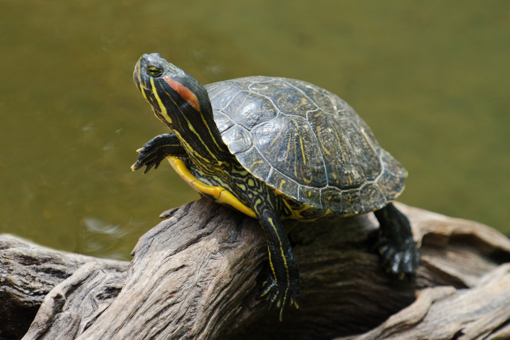 how to draw a red eared slider turtle