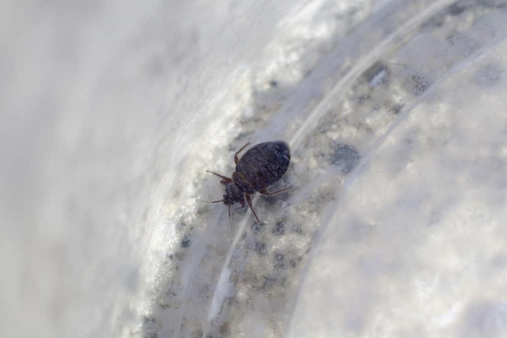 bedbugs london