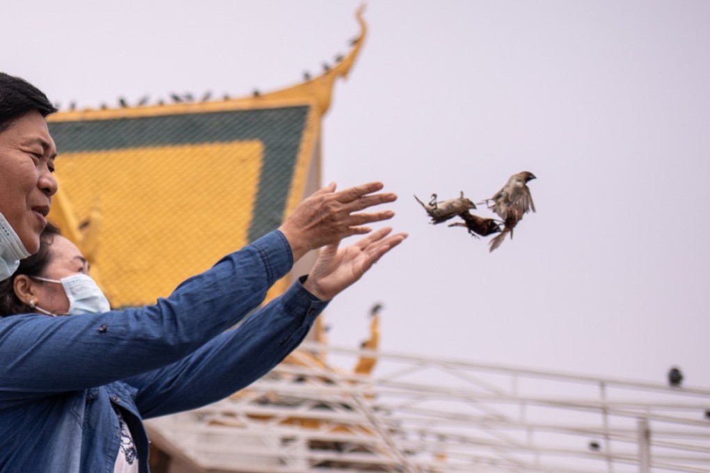 How animals suffer for Buddhists to earn spiritual points – in Cambodia ...