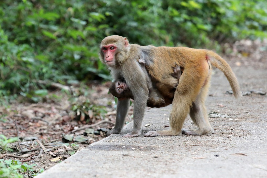 Hong Kong’s first human case of B virus fighting for his life after ...